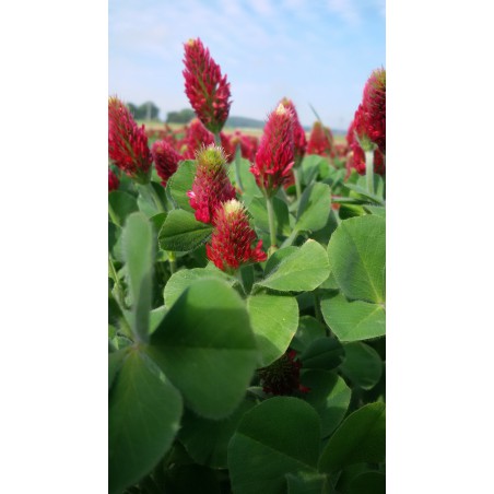 Nasiona koniczyny krwistoczerwonej-OPOLSKA