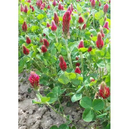 Nasiona koniczyny krwistoczerwonej-OPOLSKA