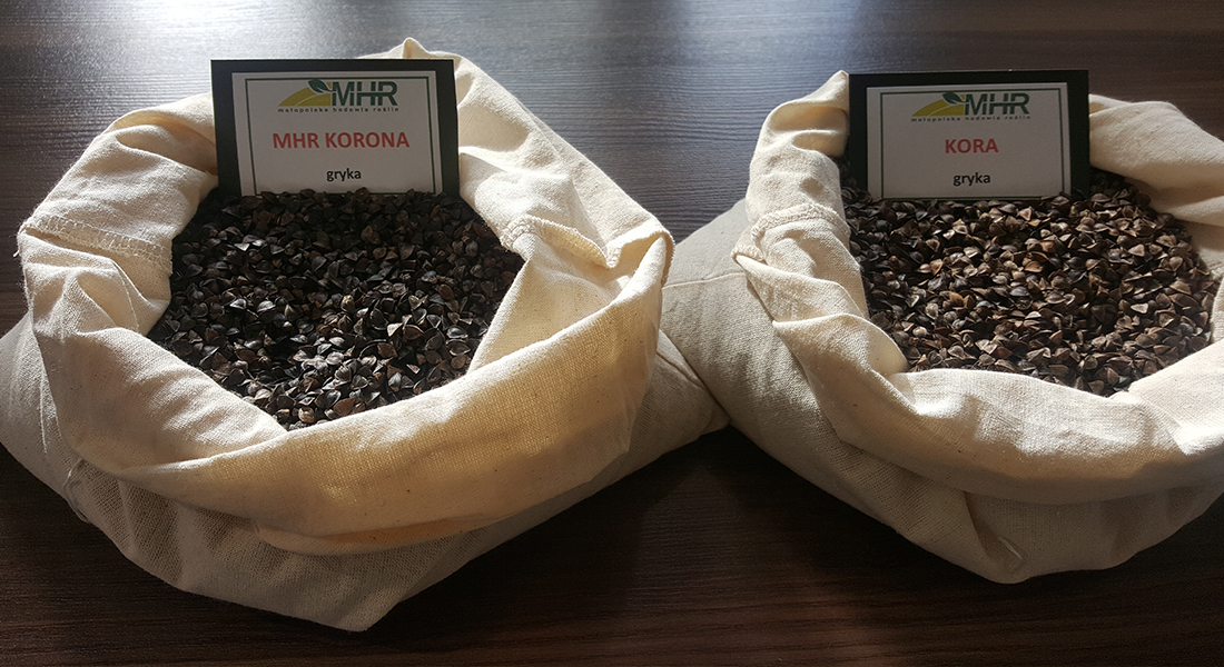 Uprawa gryki - praktyczny poradnik